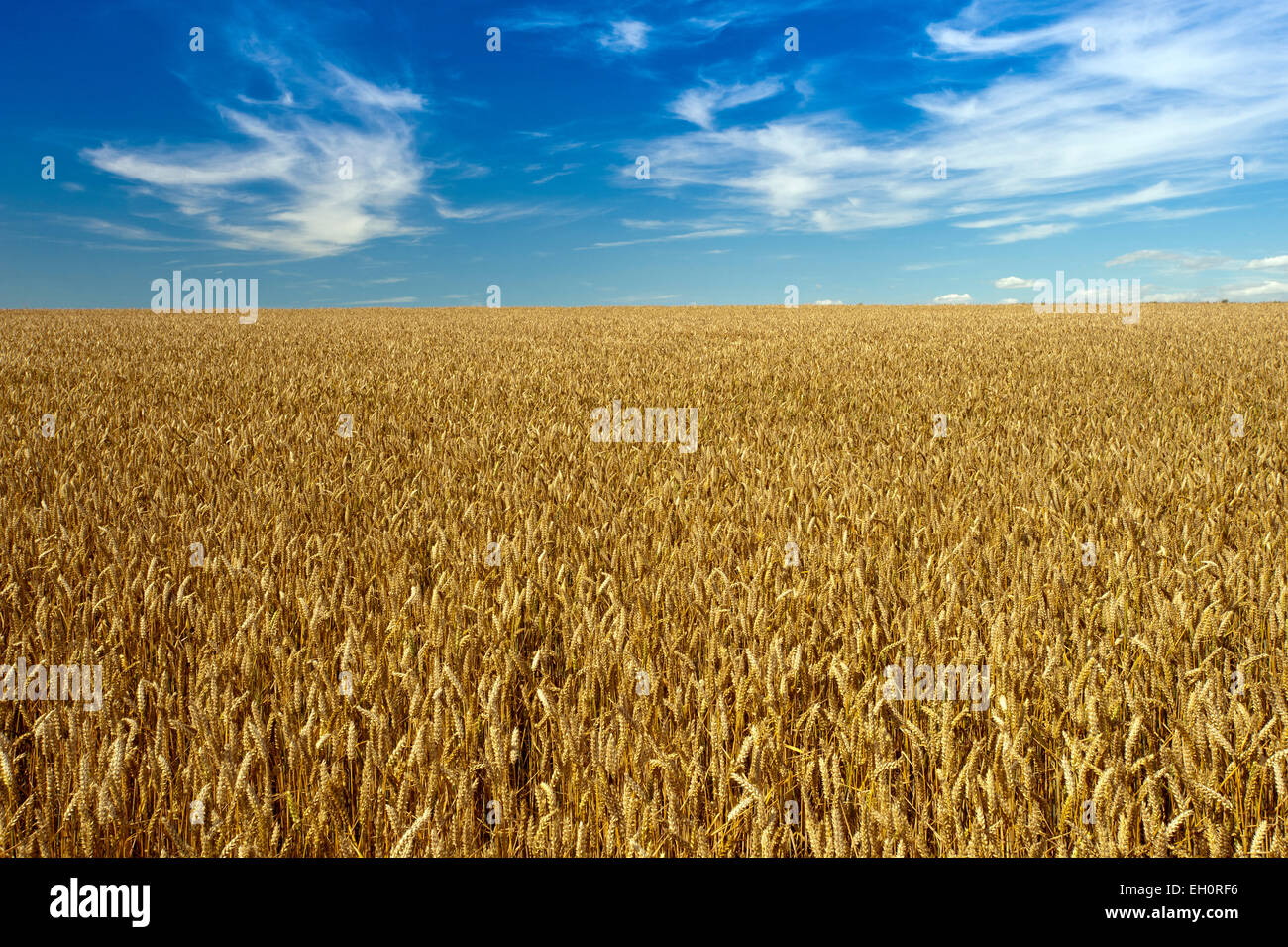 Wheat field ripe Eifel Rhineland Palatinate Germany Europe Stock Photo ...