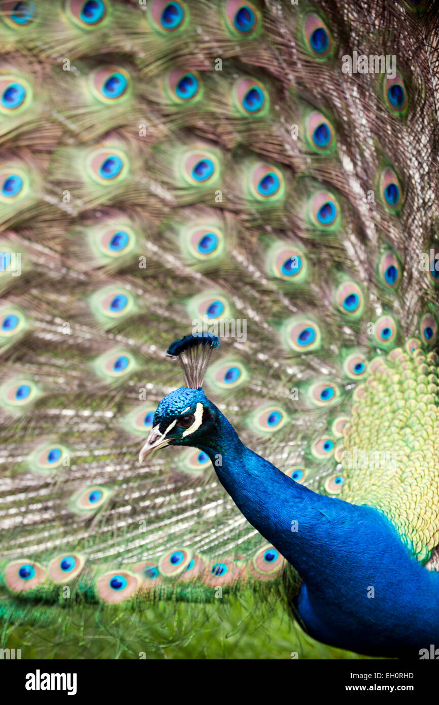 Peacock blue hi-res stock photography and images - Alamy