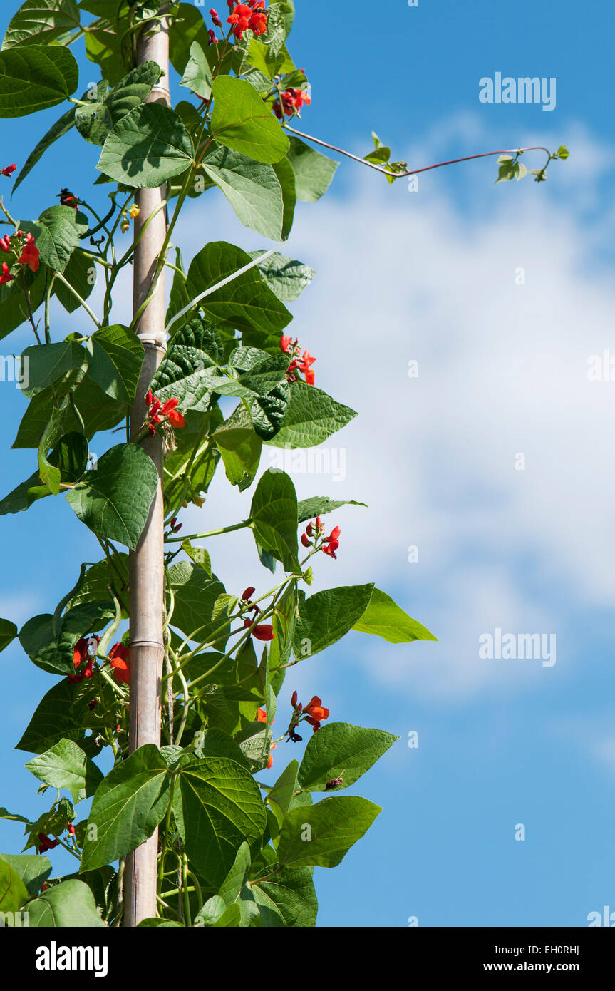 Blue bean plant hi-res stock photography and images - Alamy