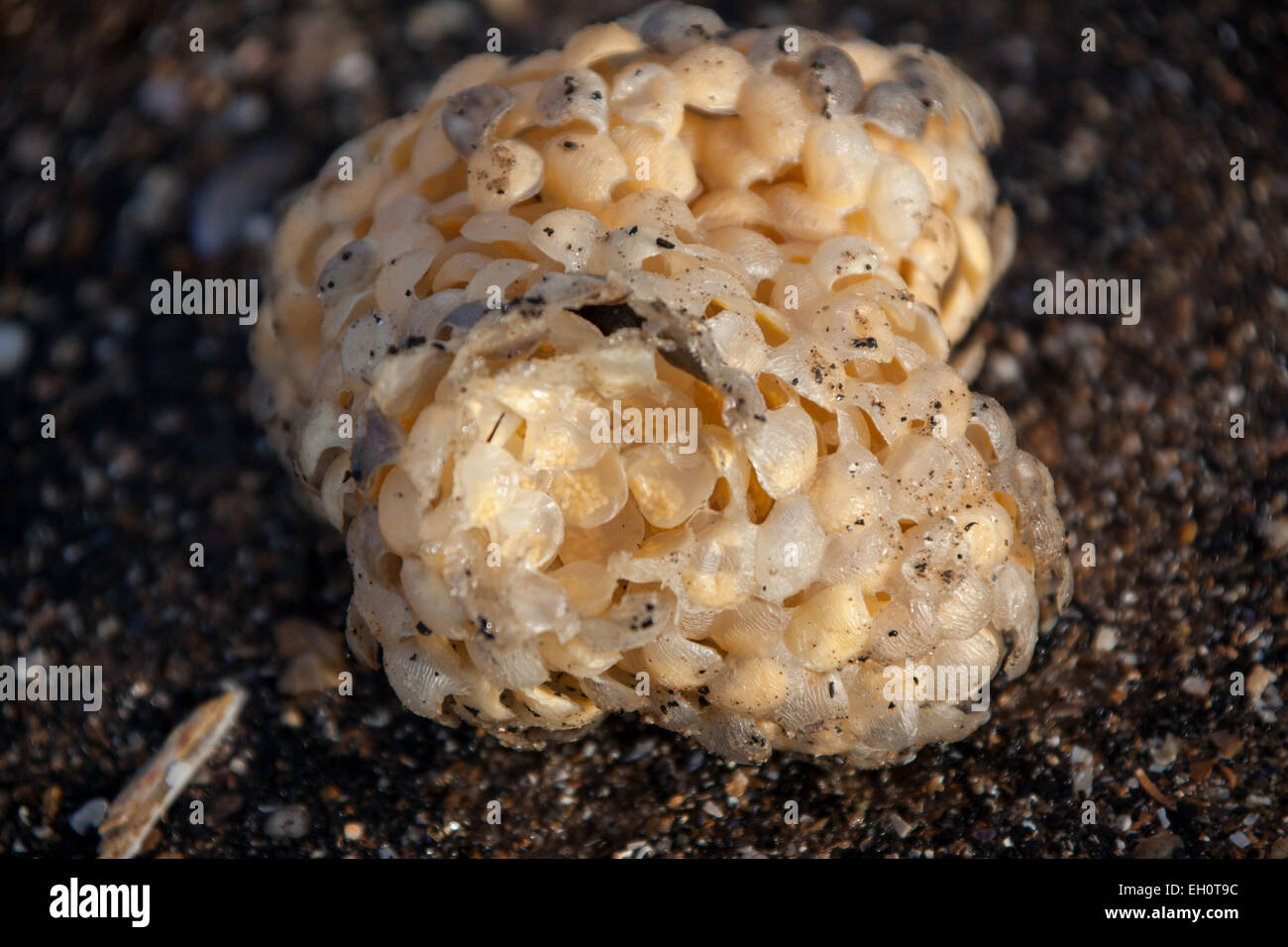 Whelk egg case hi-res stock photography and images - Alamy