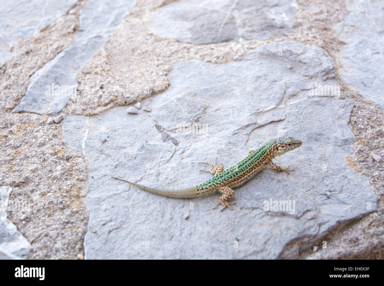 Endemic lizard on a rock looking into camera, Mallorca, Balearic ...