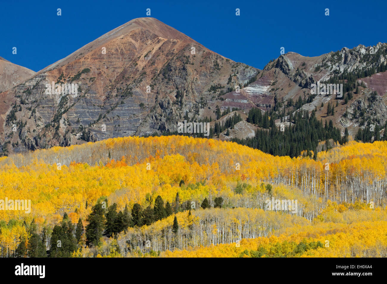Fall in Gunnison National Forest, Colorado Stock Photo - Alamy