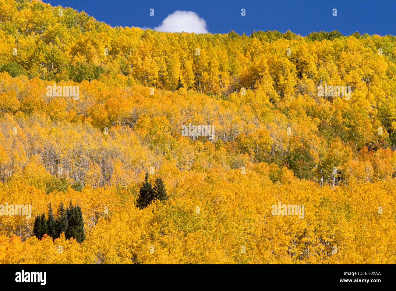 Fall colors in Gunnison National Forest, Colorado Stock Photo - Alamy
