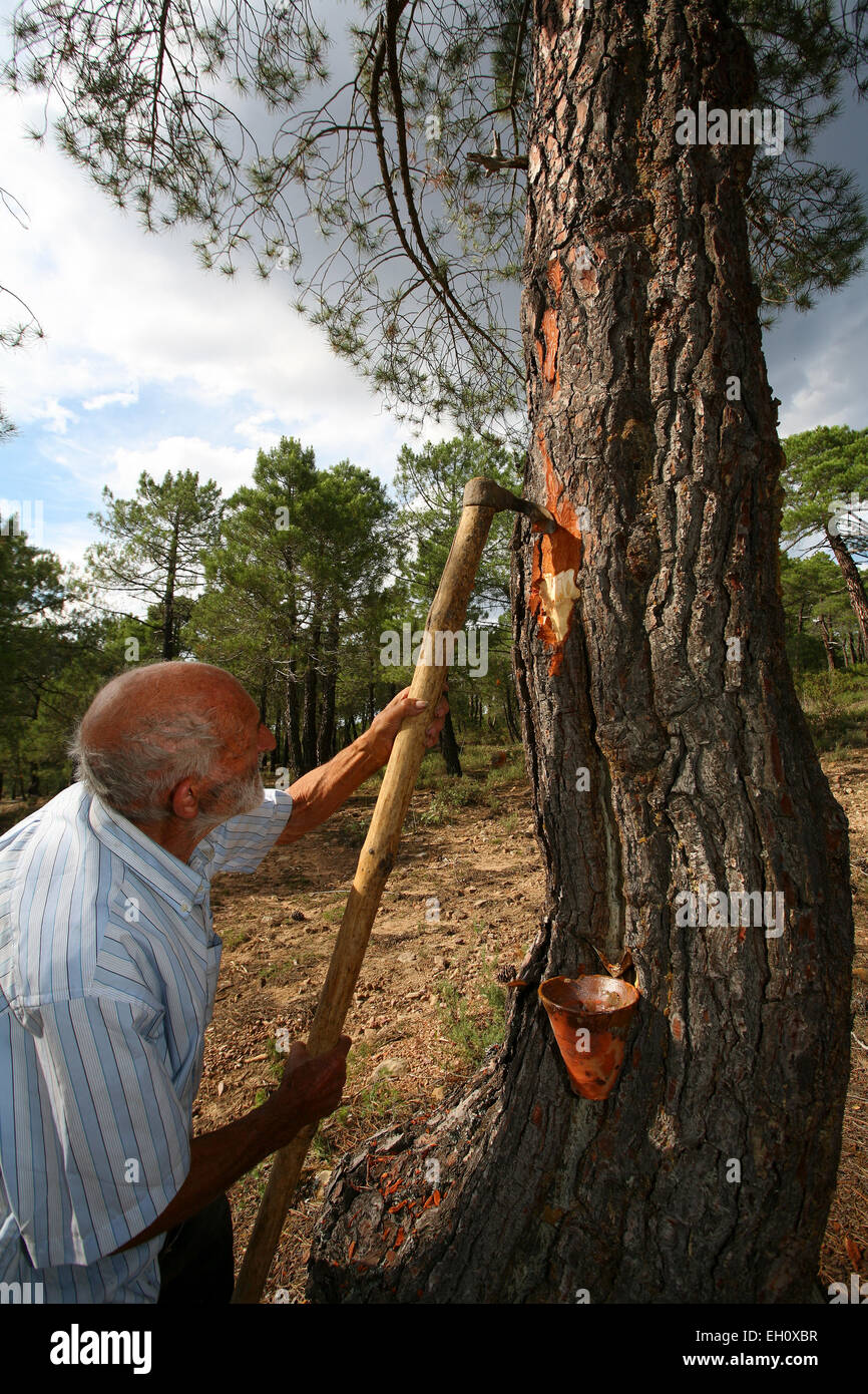 Man collecting resin in pine forest. Alto Tajo Natural Park ...
