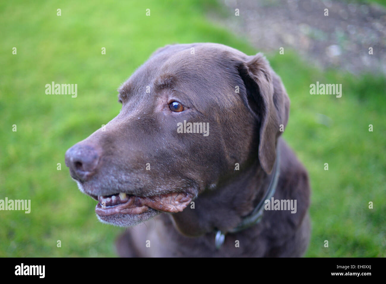 Chocolate Lab Adult With Green Eyes