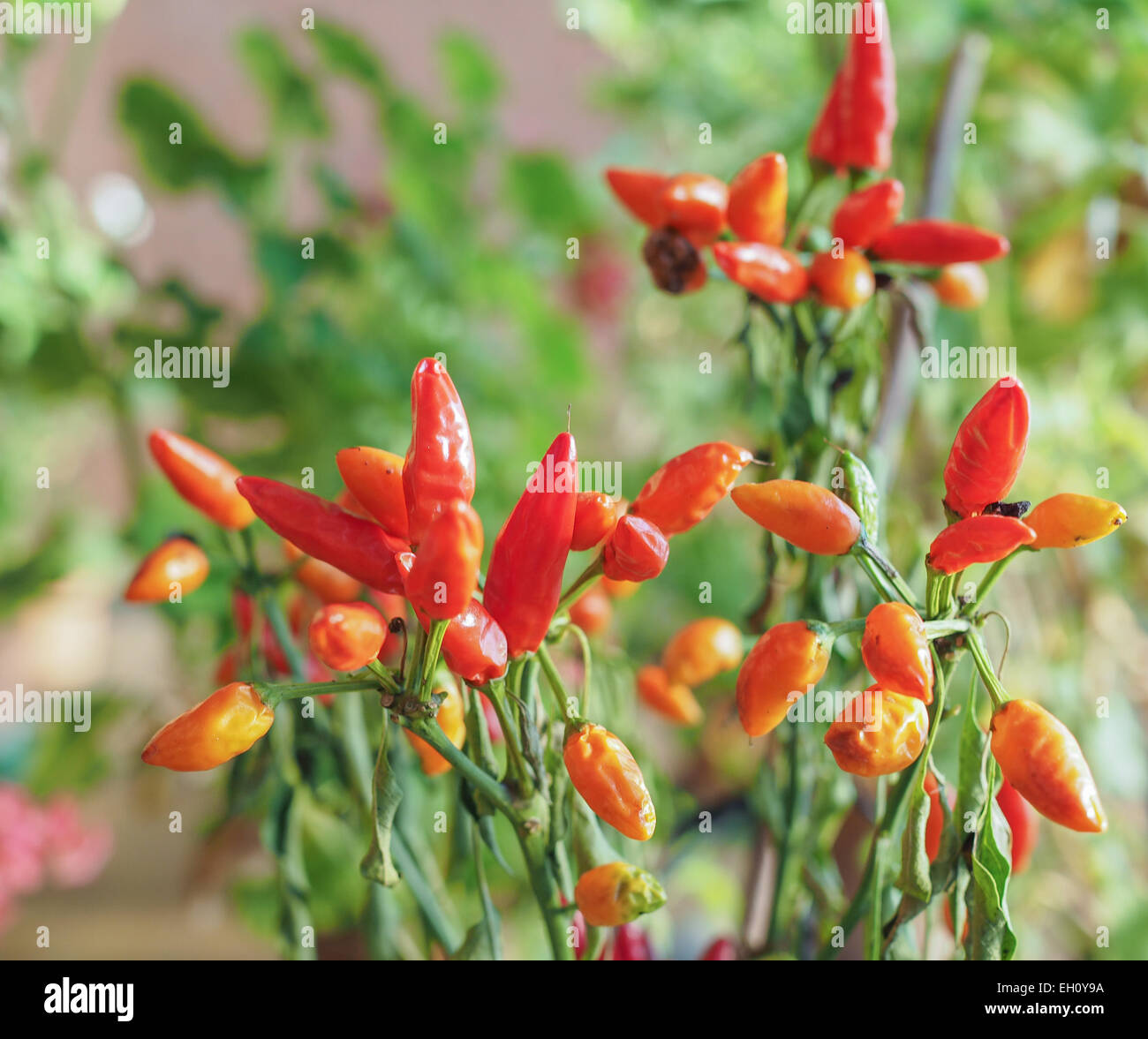 Red hot chili peppers plant useful as a spice Stock Photo - Alamy