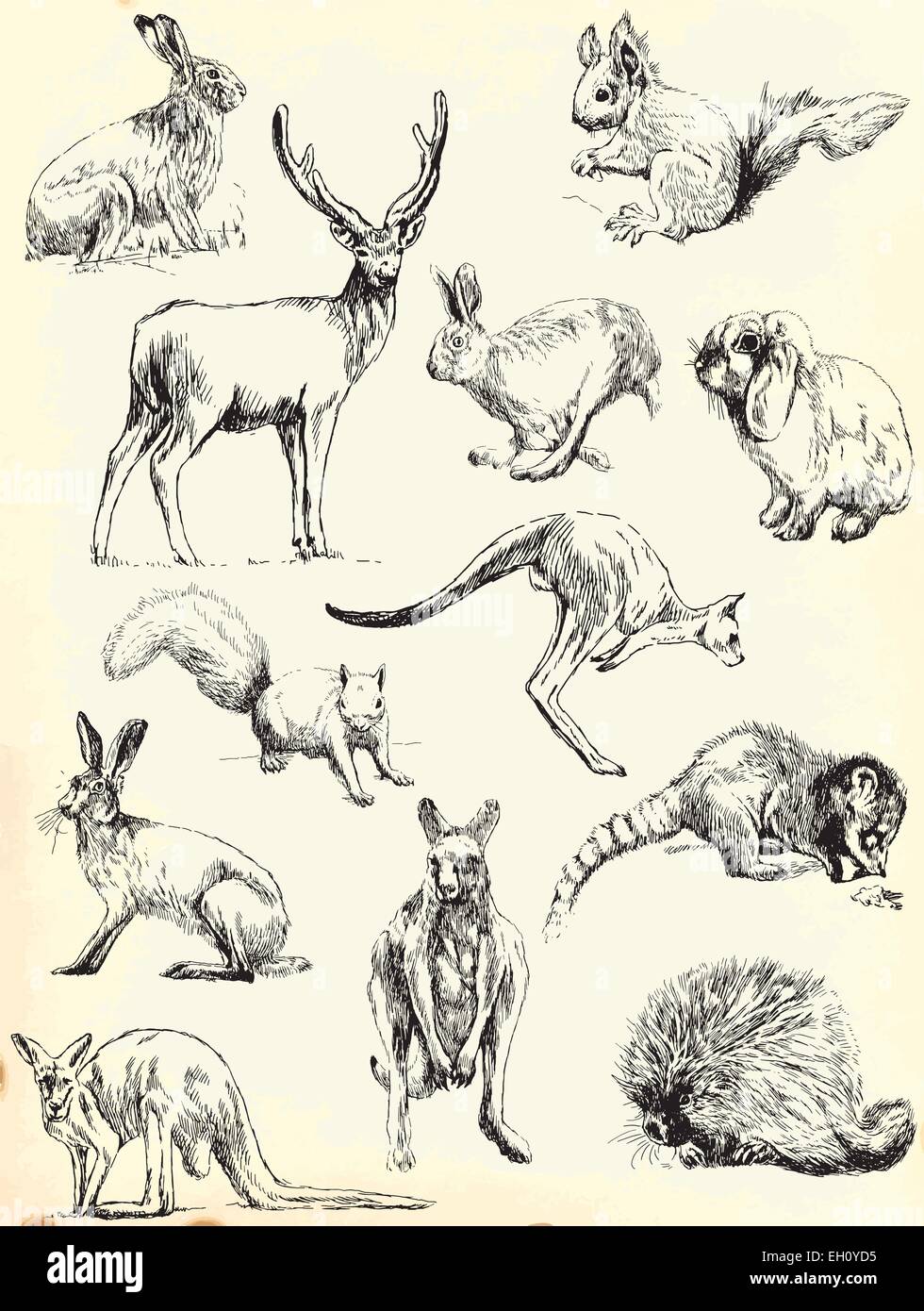 Draft animals Stock Vector Images - Alamy