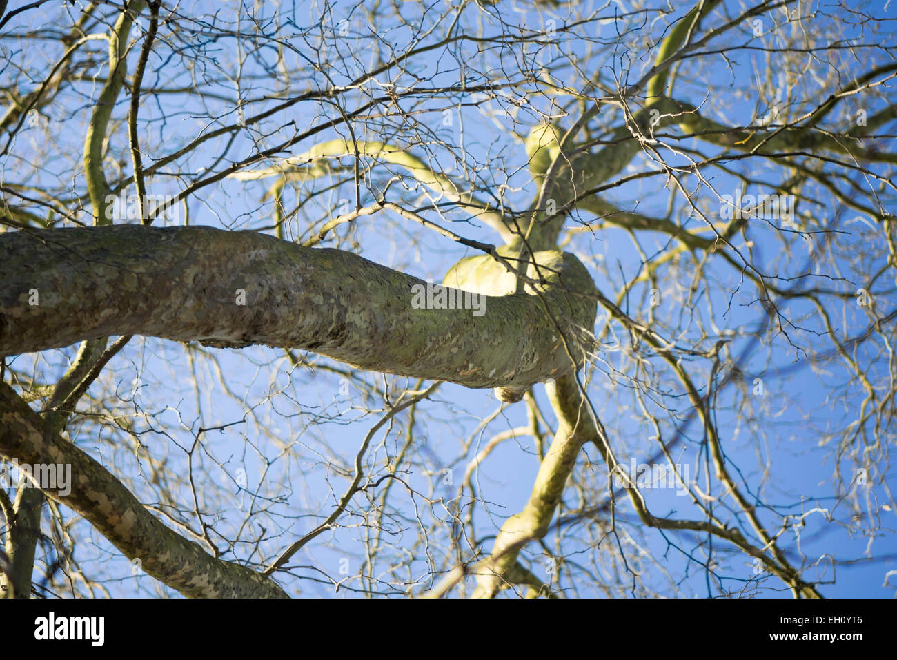 Tree view from below hi-res stock photography and images - Alamy