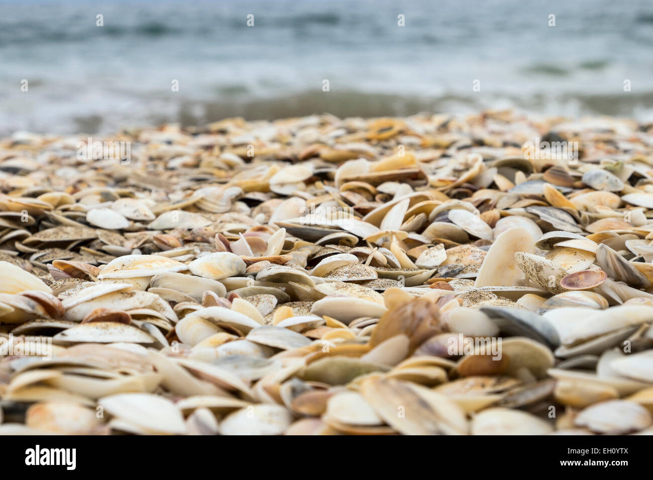 Seashells on beach in Northland, New Zealand Stock Photo - Alamy