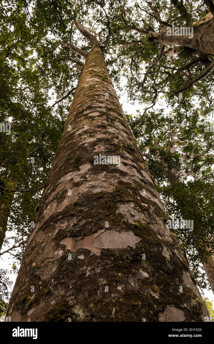 Giant kauri trees hi-res stock photography and images - Alamy