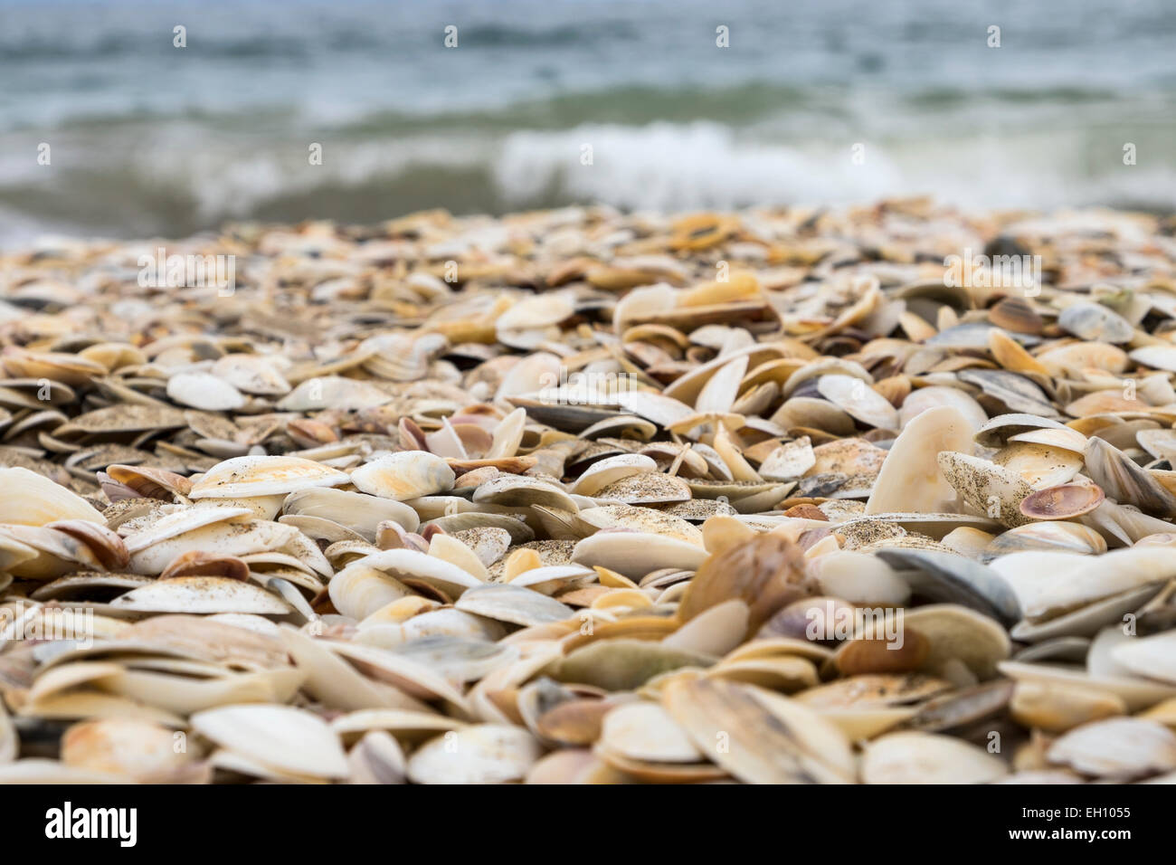 Seashells on beach in Northland, New Zealand Stock Photo - Alamy