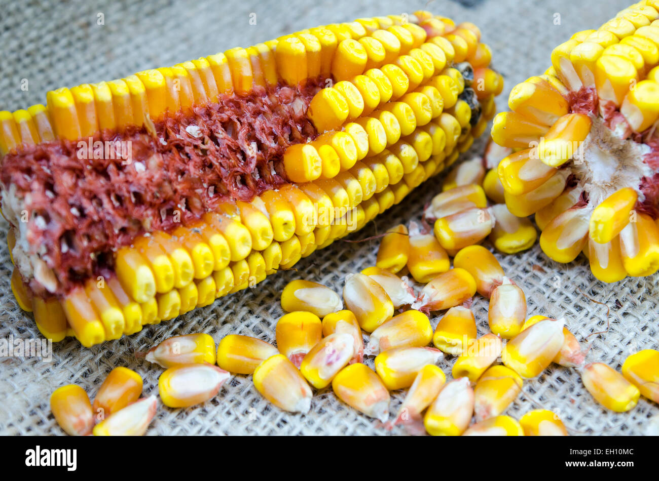 Corn cobs and corn kernels hi-res stock photography and images - Alamy