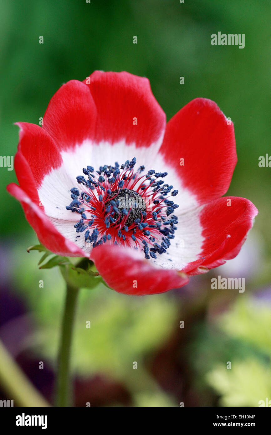 Anemone coronaria hi-res stock photography and images - Alamy