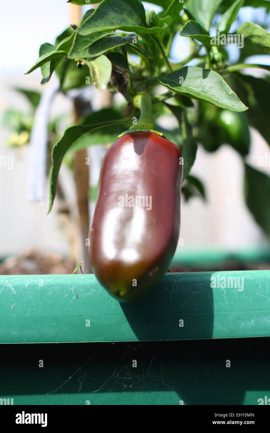 Chocolate bell pepper hi-res stock photography and images - Alamy