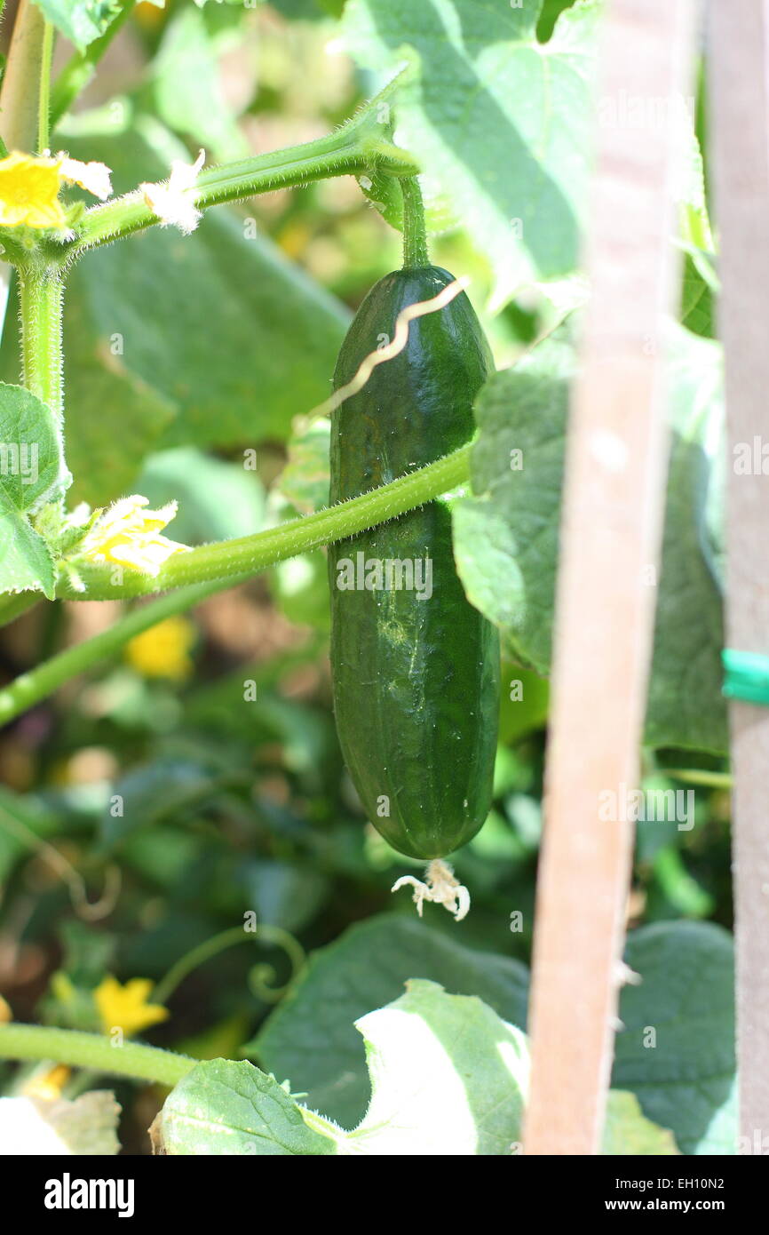 Cucumber on vine hi-res stock photography and images - Alamy
