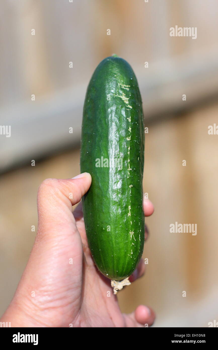 Cucumber hand hi-res stock photography and images - Alamy
