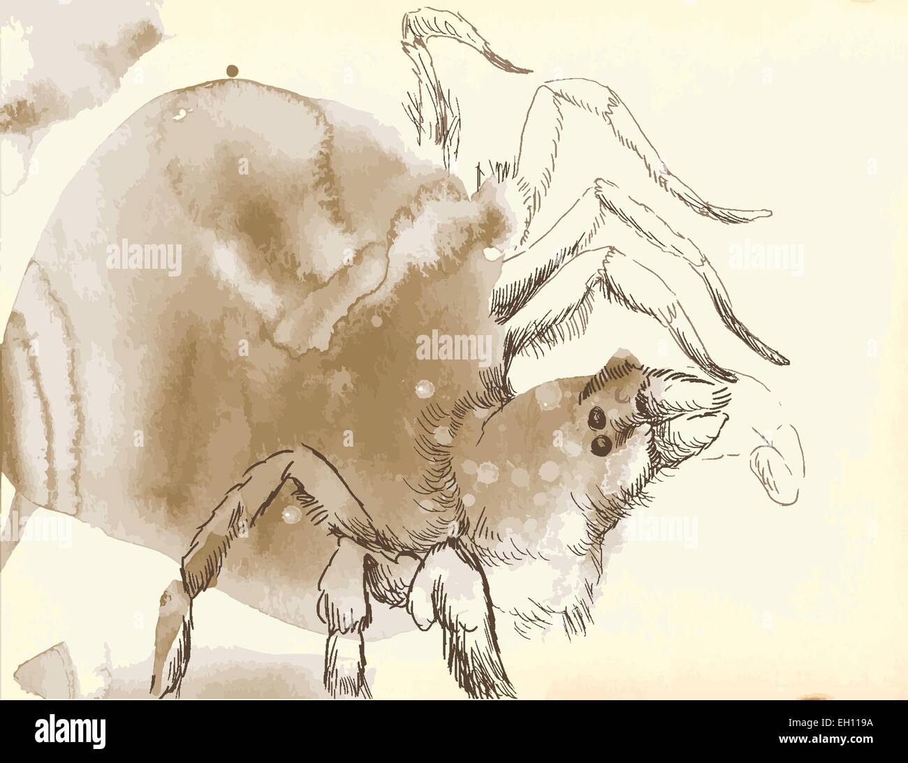 An hand drawn vector - Spider Stock Vector Image & Art - Alamy
