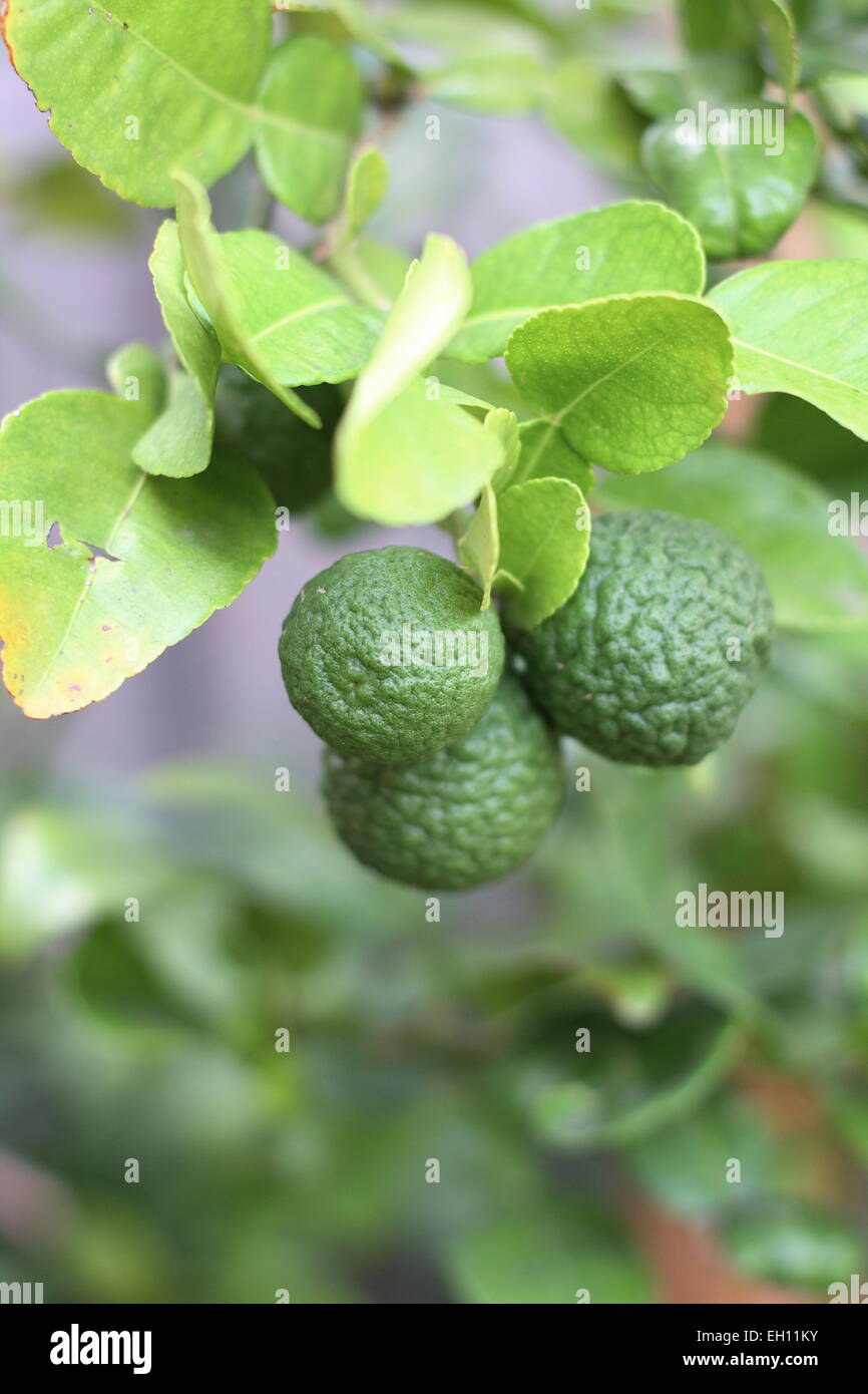 Close up Kaffir lime Citrus hystrix fruits on tree Stock Photo - Alamy