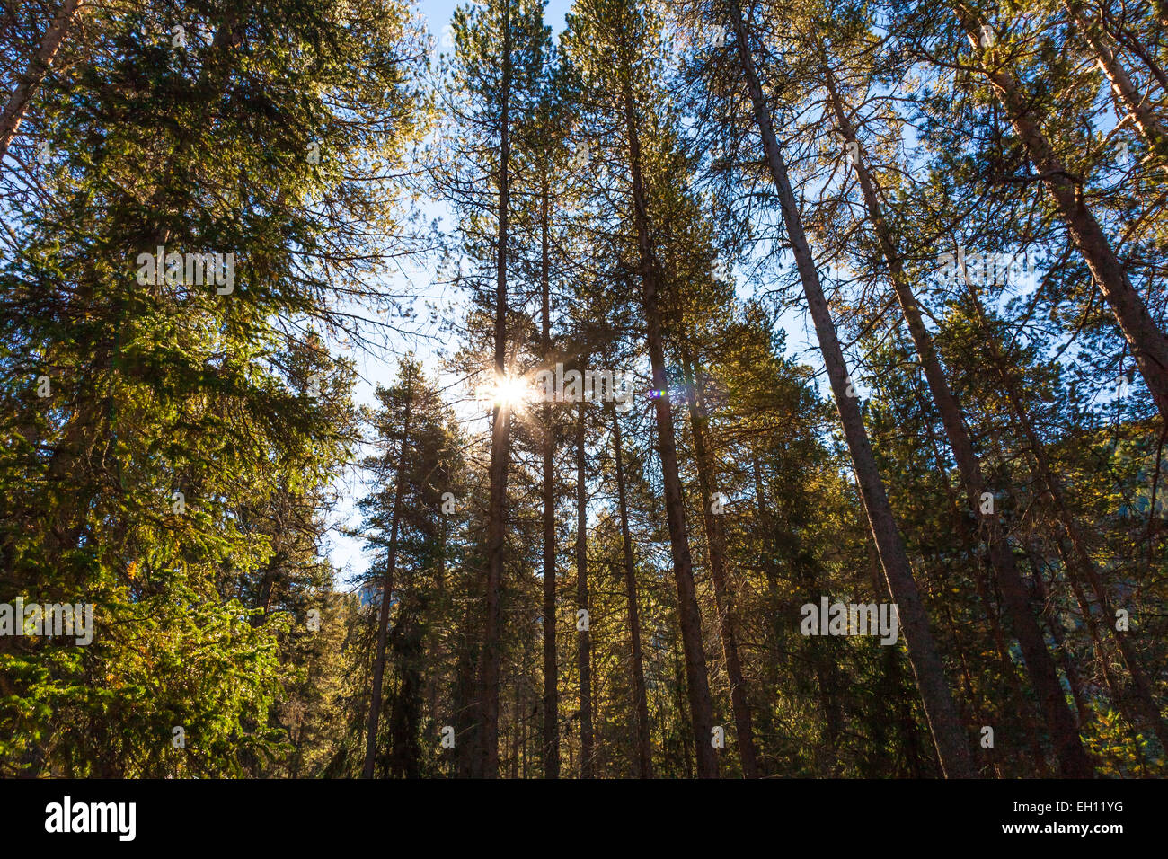 The Sun is filtering through trees Stock Photo - Alamy