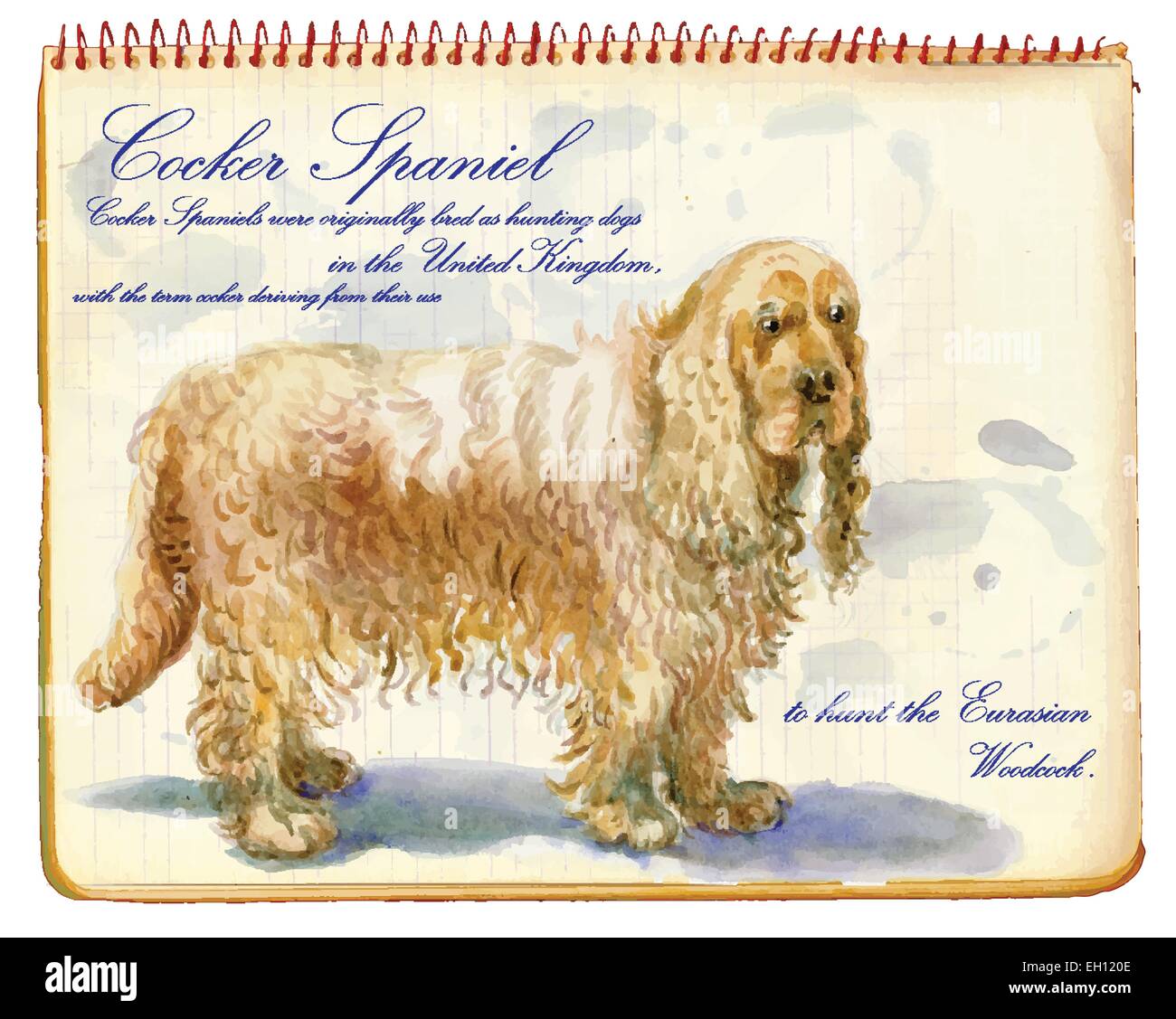 Cocker Spaniel - An hand painted illustration, water colors technique ...