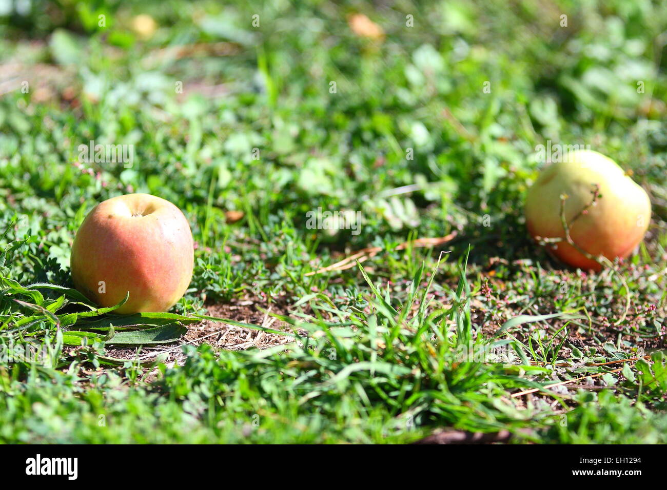 Fallen apples on the ground Stock Photo - Alamy