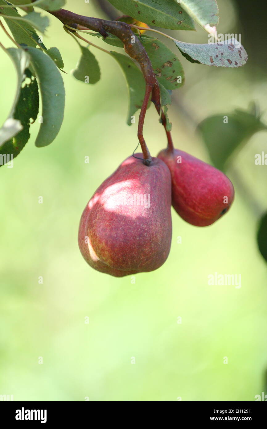 Red Sensation pears growing on tree branch Stock Photo - Alamy