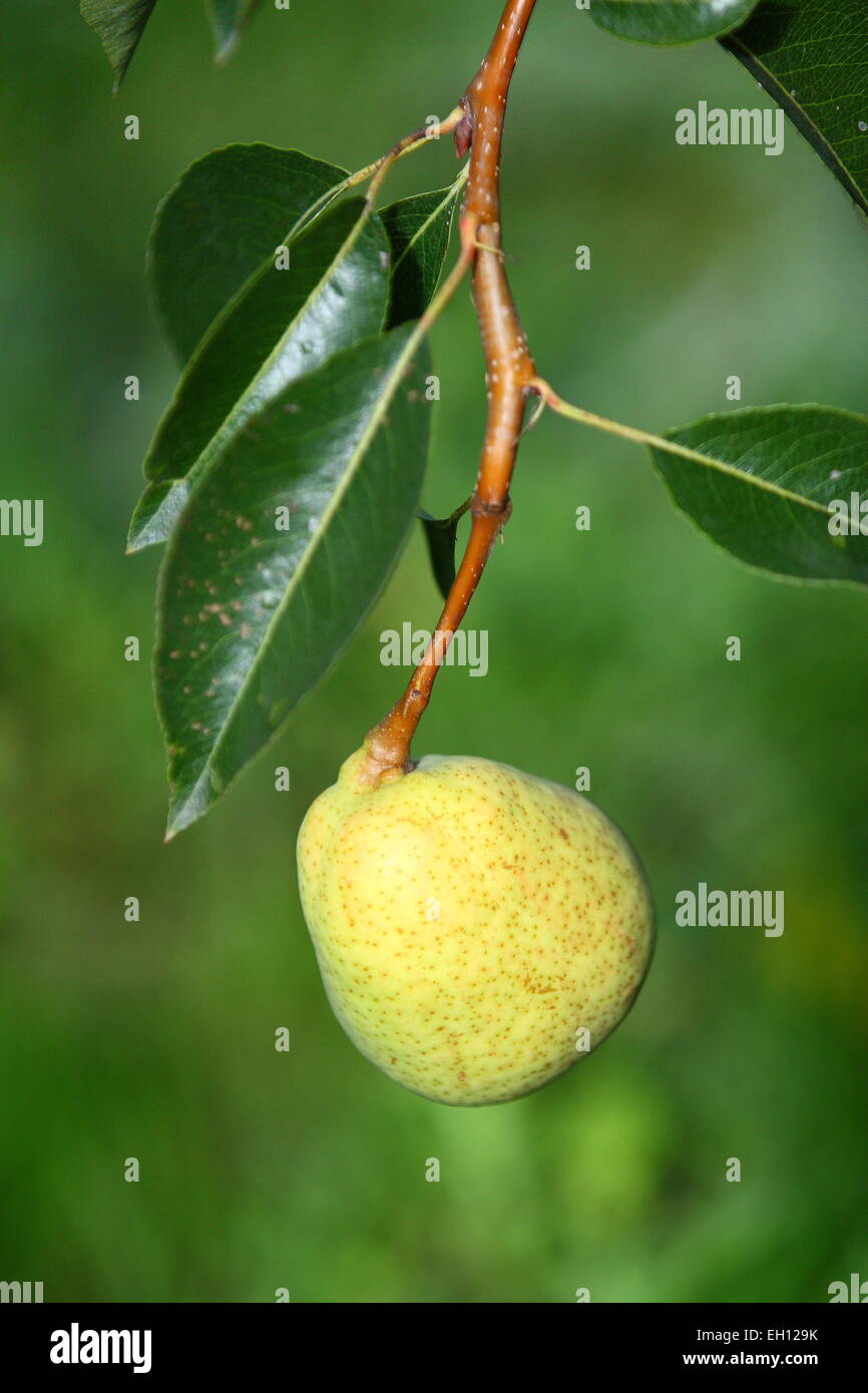 Triumph pear hi-res stock photography and images - Alamy