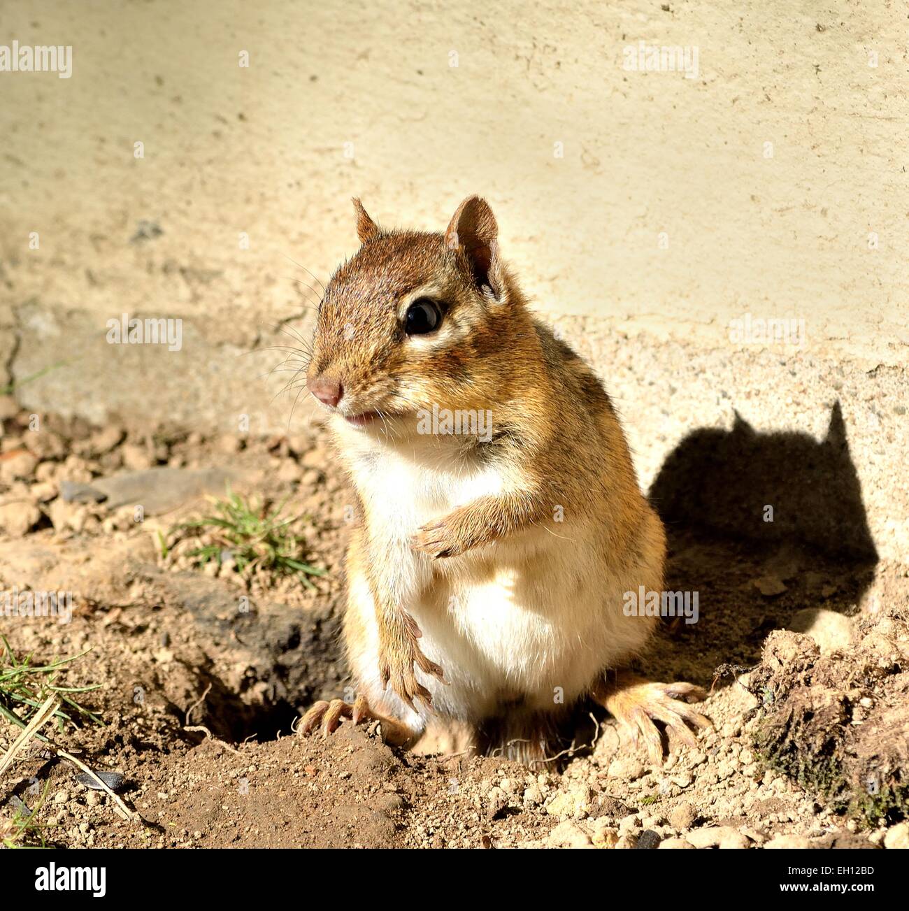 Chipmunk hole hi-res stock photography and images - Alamy