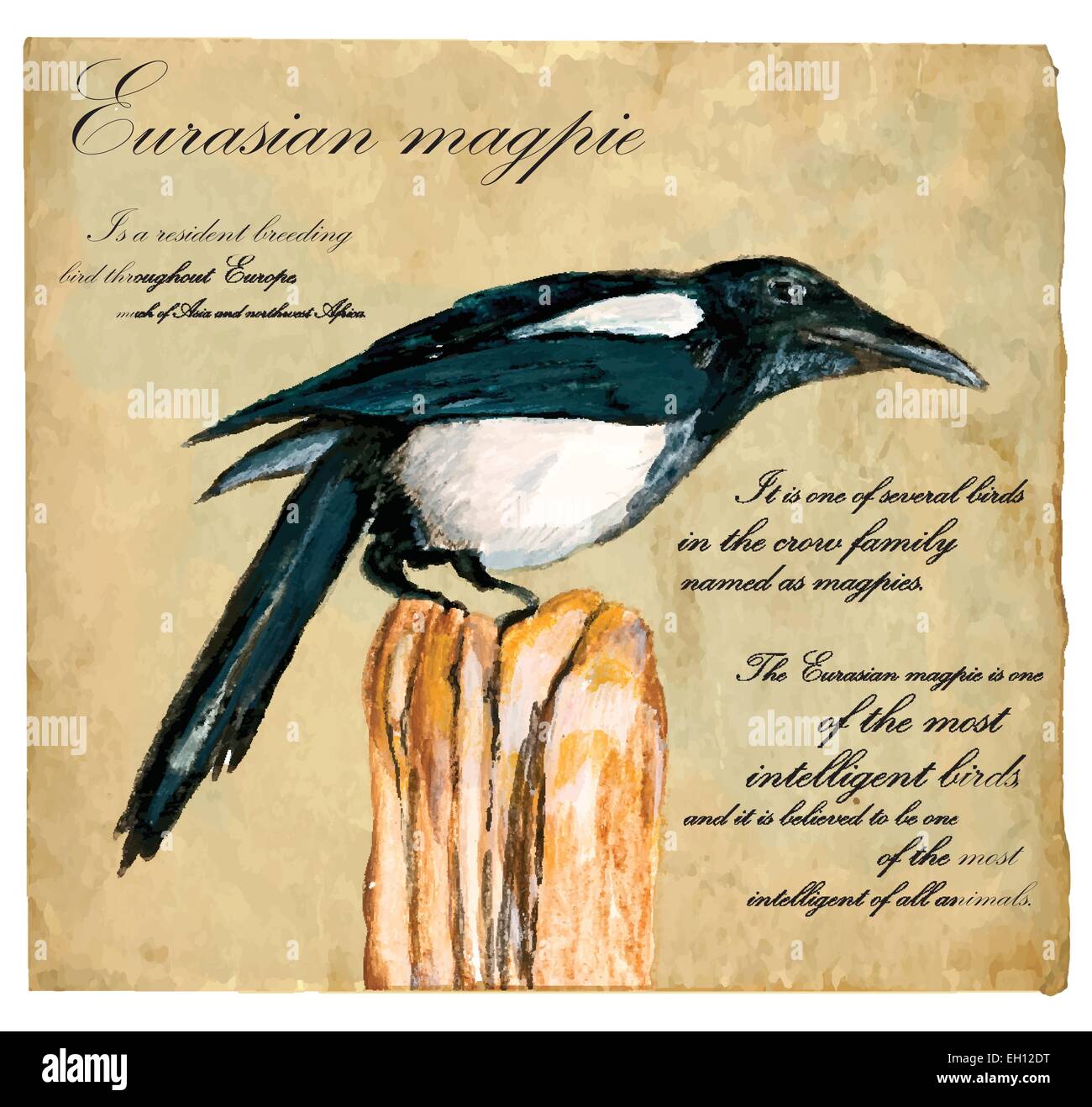 Eurasian Magpie Drawing