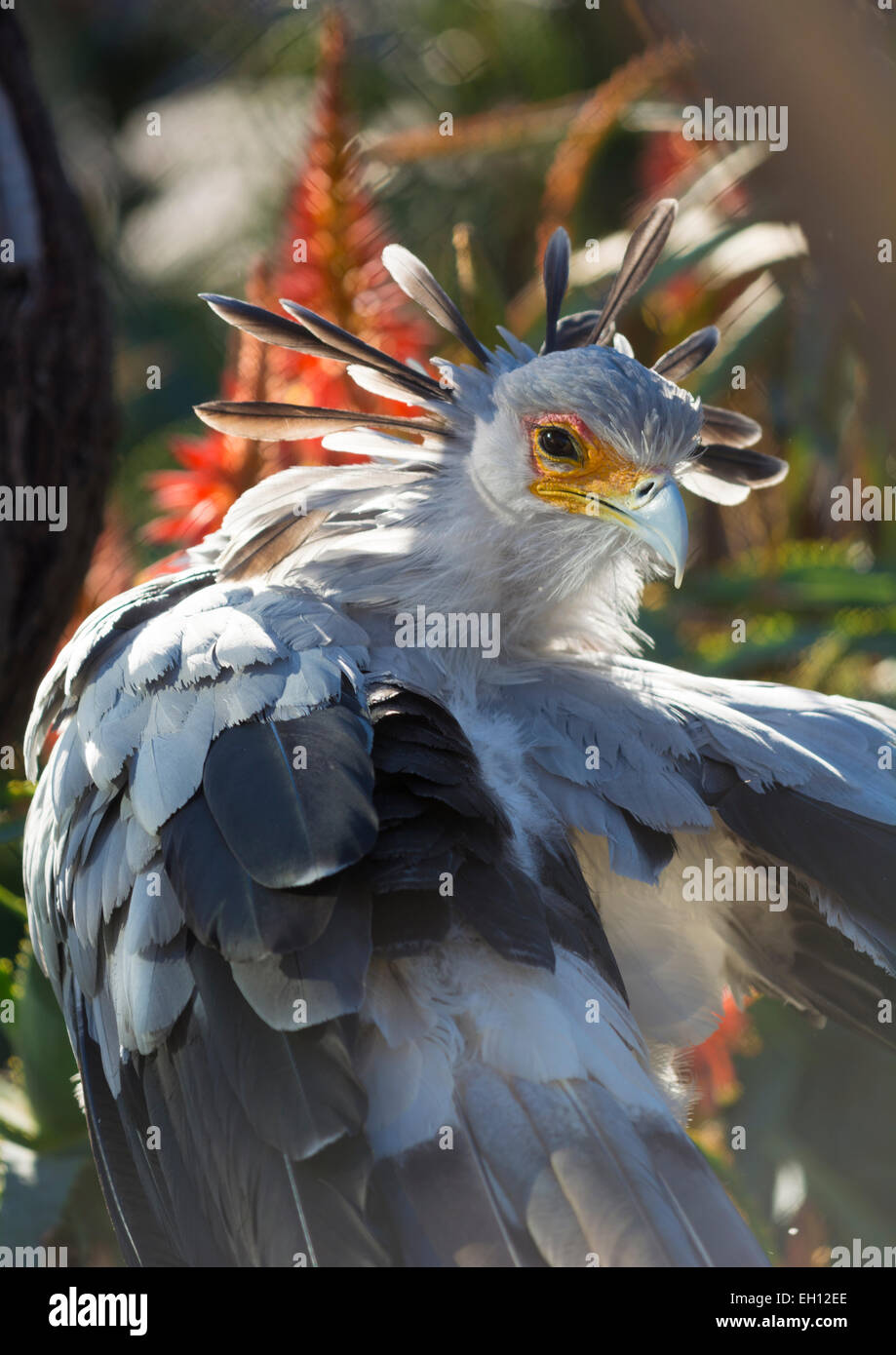 A secretary bird portrait with beautiful plumage back lit Stock Photo ...