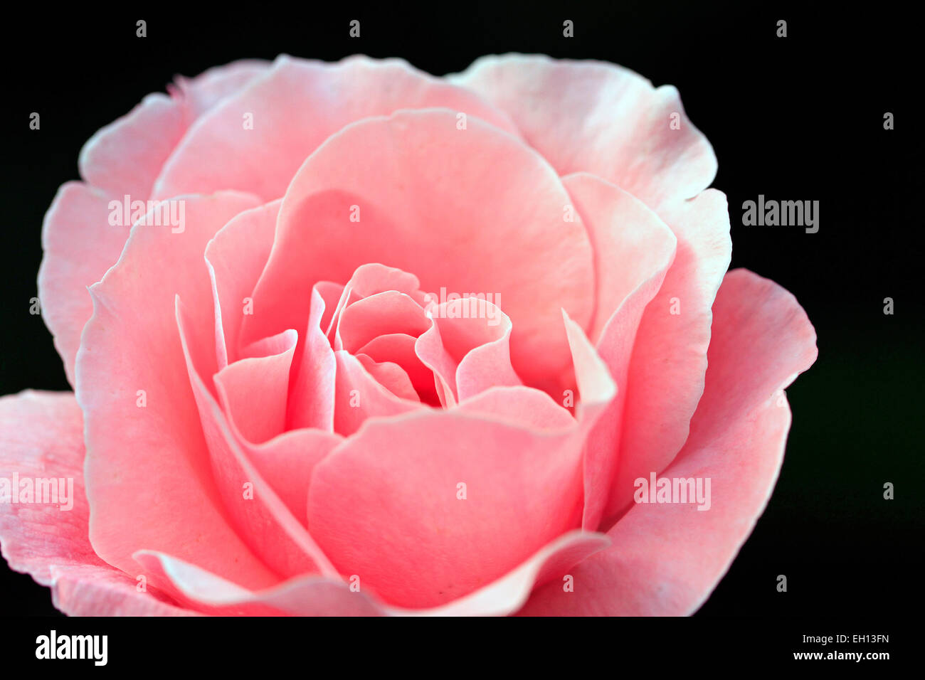 Perfect white rose hi-res stock photography and images - Alamy