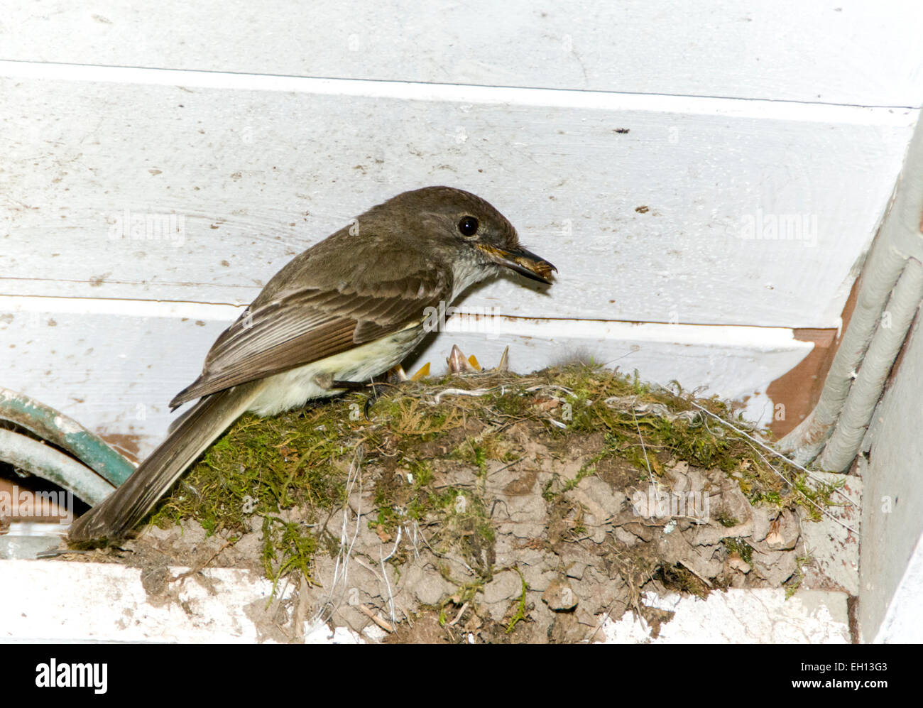 Eastern Phoebe feeding its young in nest under an eave Stock Photo - Alamy