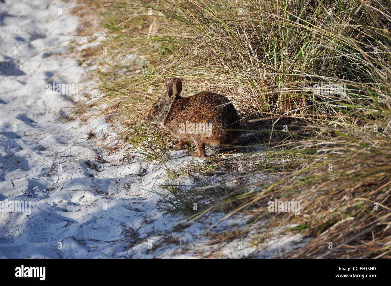 Rabbits Marsh High Resolution Stock Photography and Images - Alamy