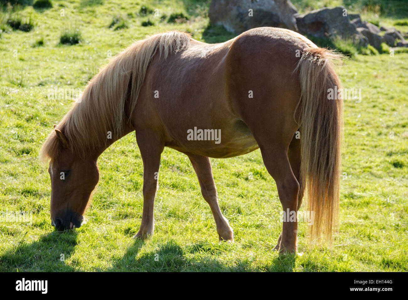 Mare horse hi-res stock photography and images - Alamy
