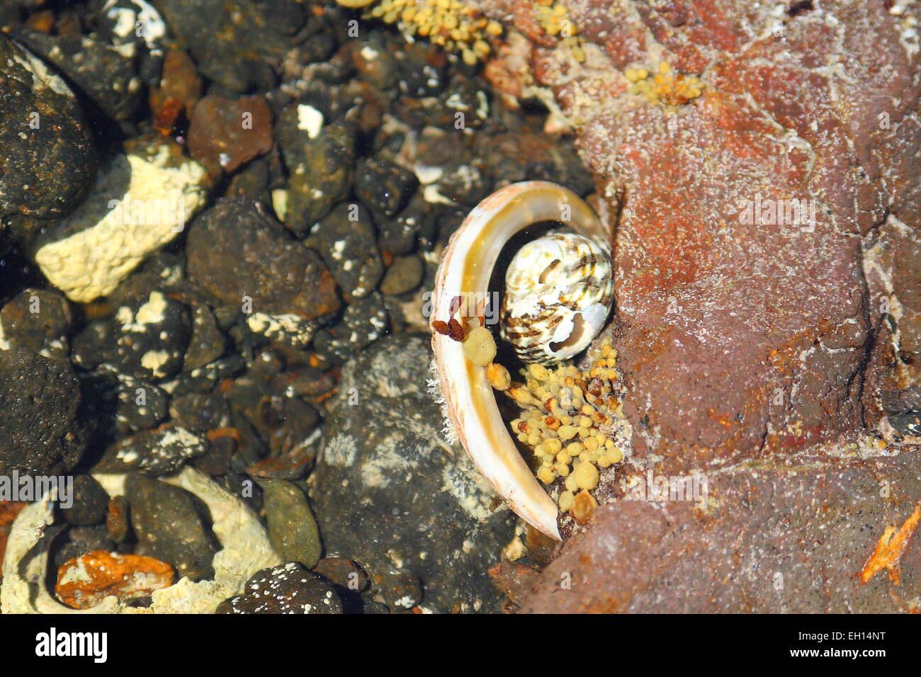 Abalone shell under water hi-res stock photography and images - Alamy