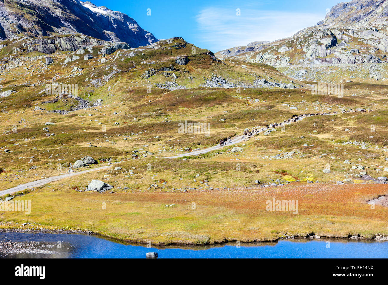 Telemark cattle hi-res stock photography and images - Alamy
