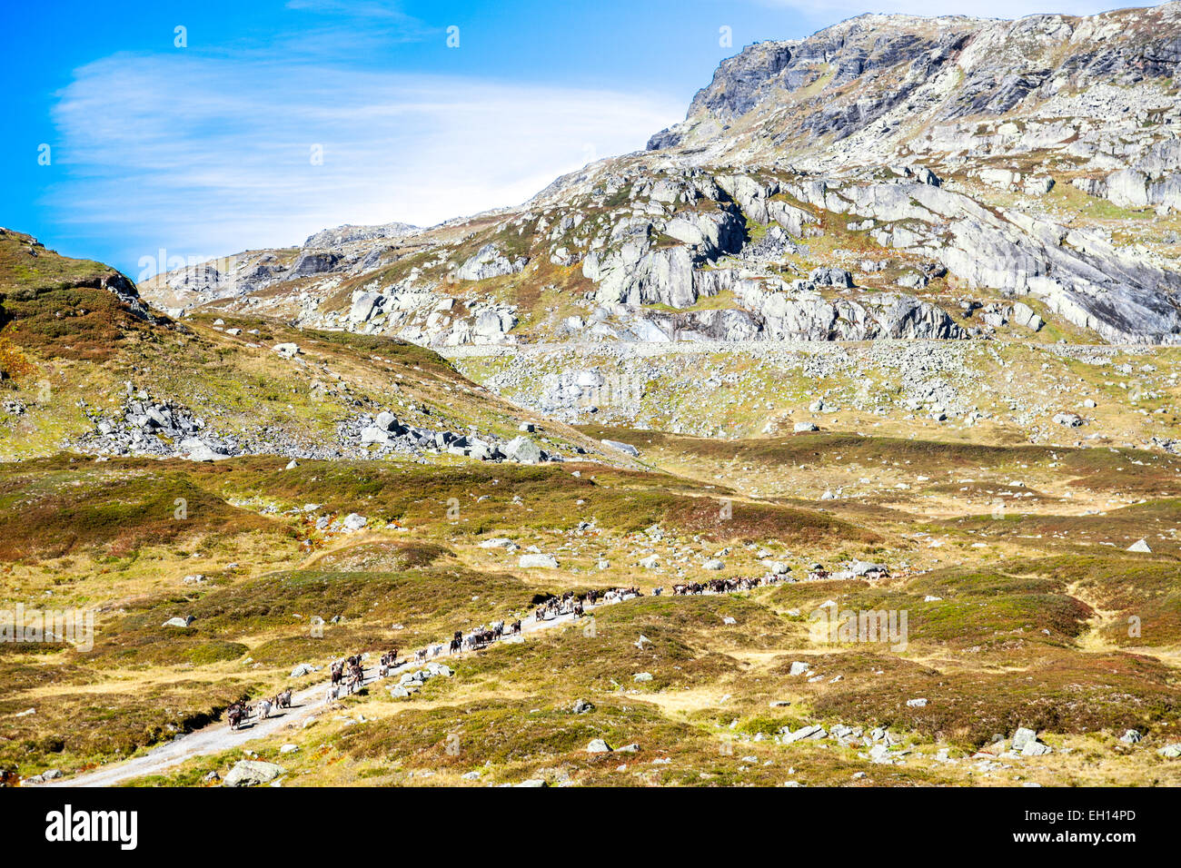 Telemark cattle hi-res stock photography and images - Alamy