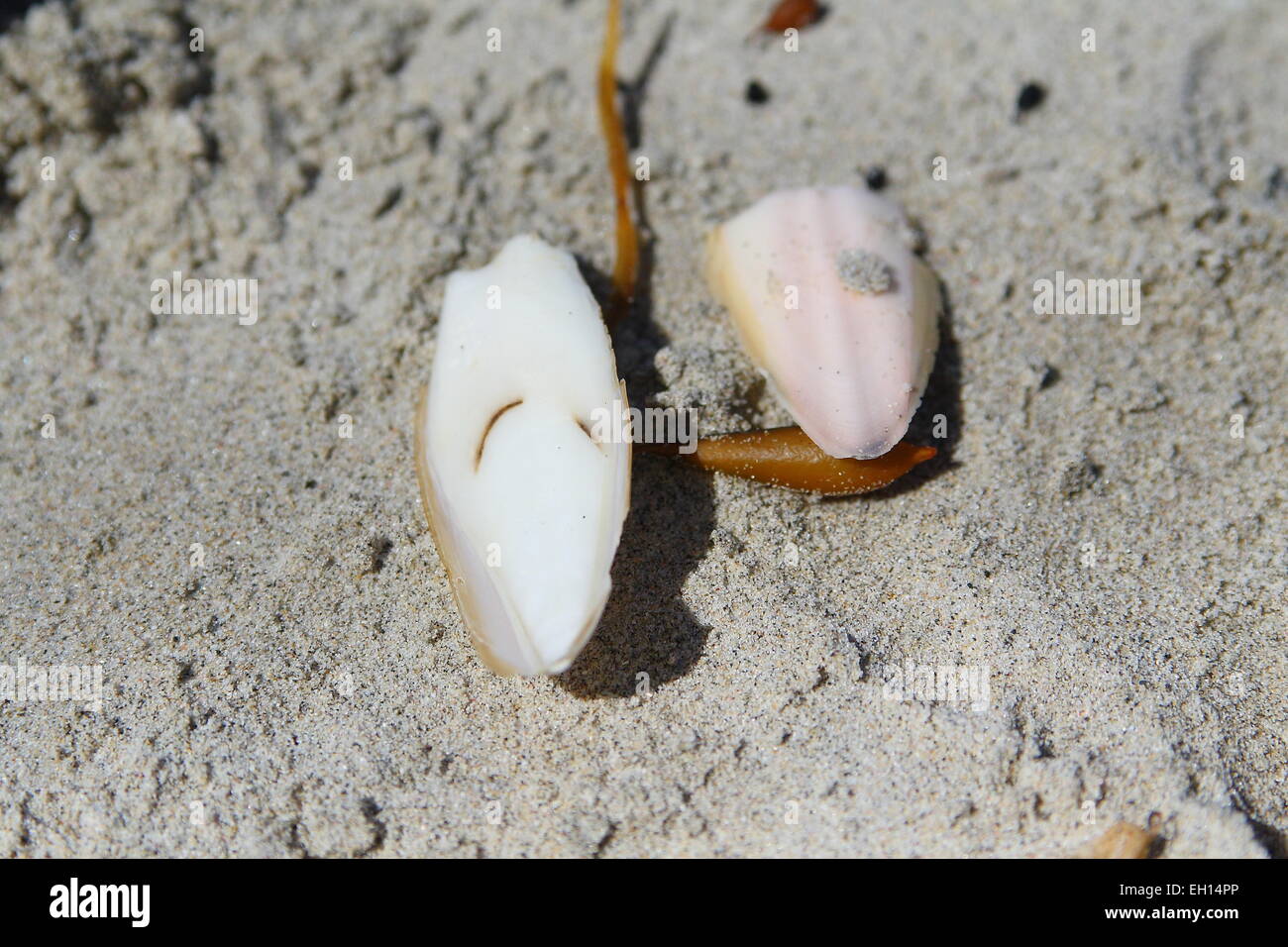 Marine bone fish hi-res stock photography and images - Alamy