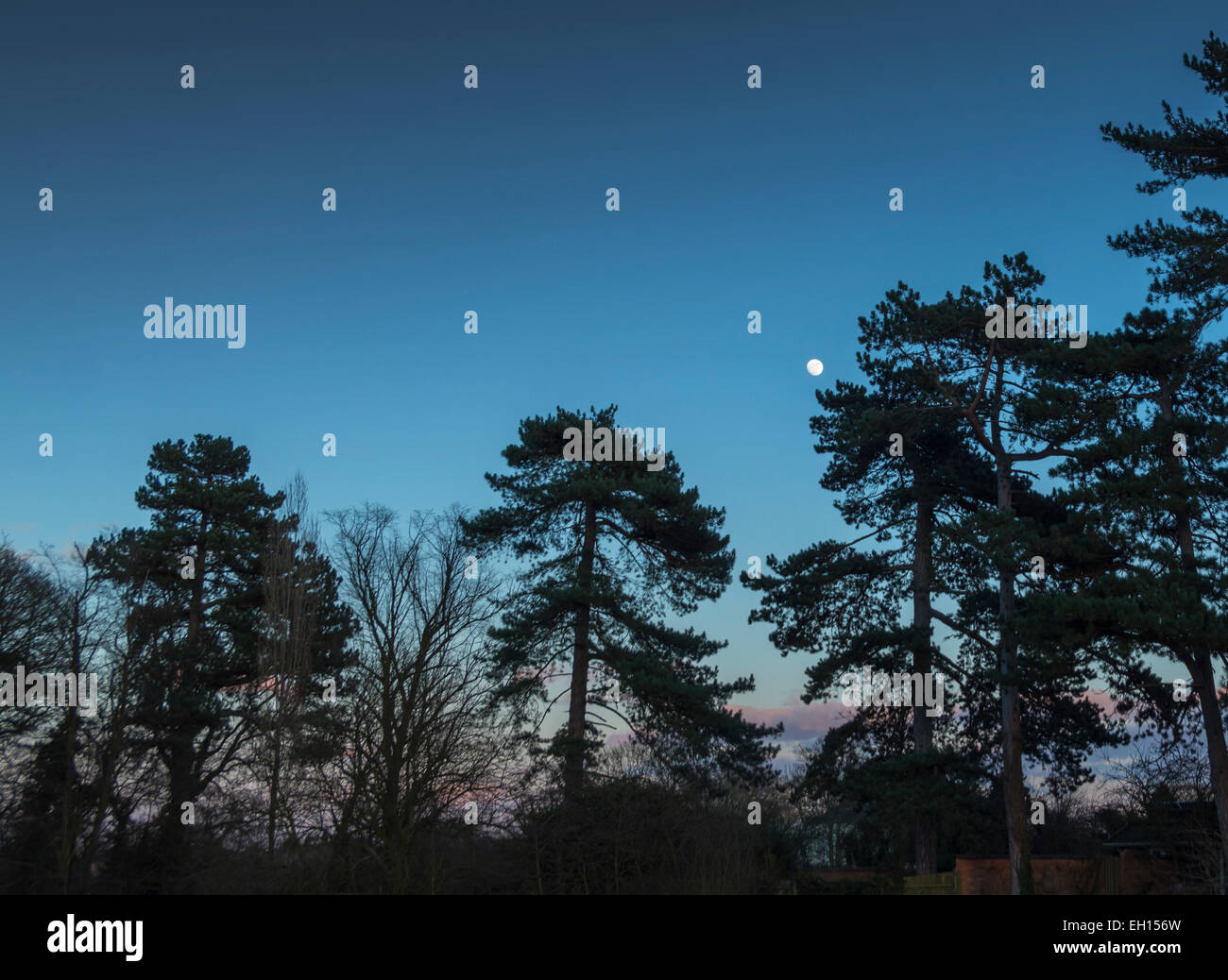 Moonlight trees hi-res stock photography and images - Alamy