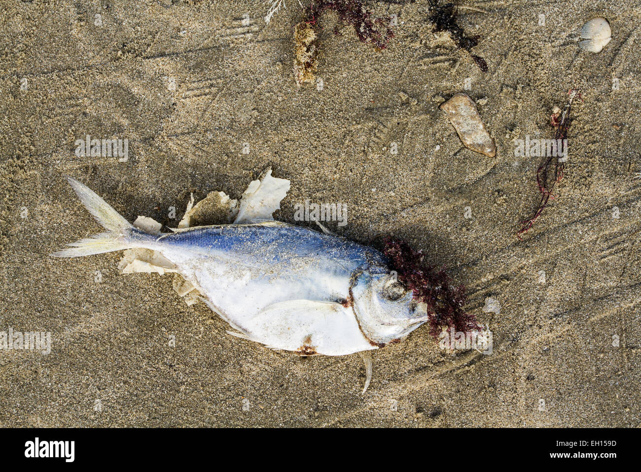 Dead fish rotting on beach hi-res stock photography and images - Alamy