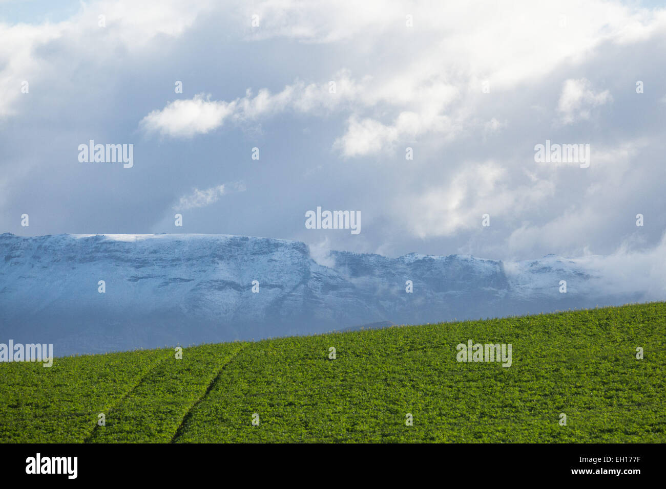 Green field with Snow Mountain and Clouds behind Stock Photo - Alamy