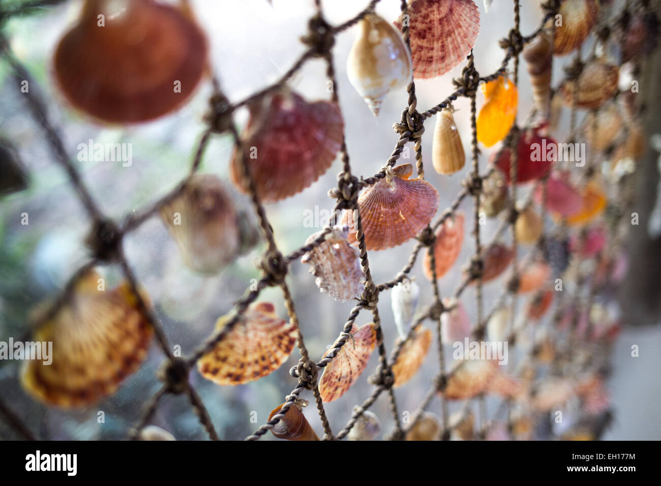 Shells on display Stock Photo - Alamy