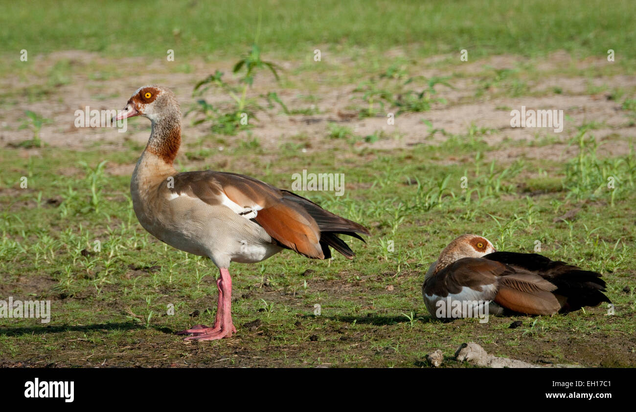 Two Egyptian Geese-one standing, one lying down Stock Photo - Alamy