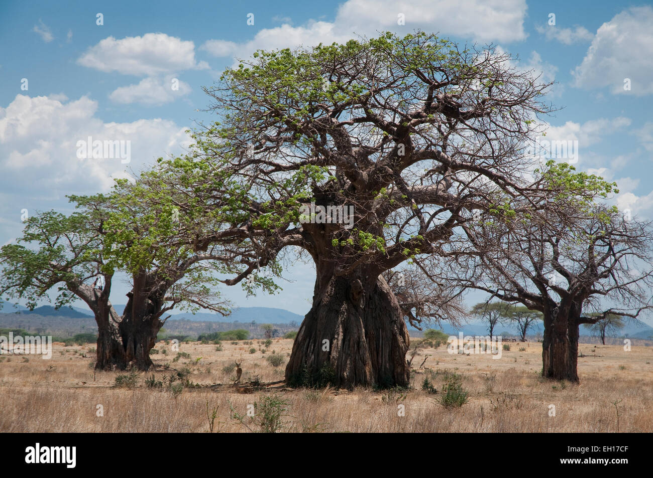 Baobab trees in plains Stock Photo - Alamy
