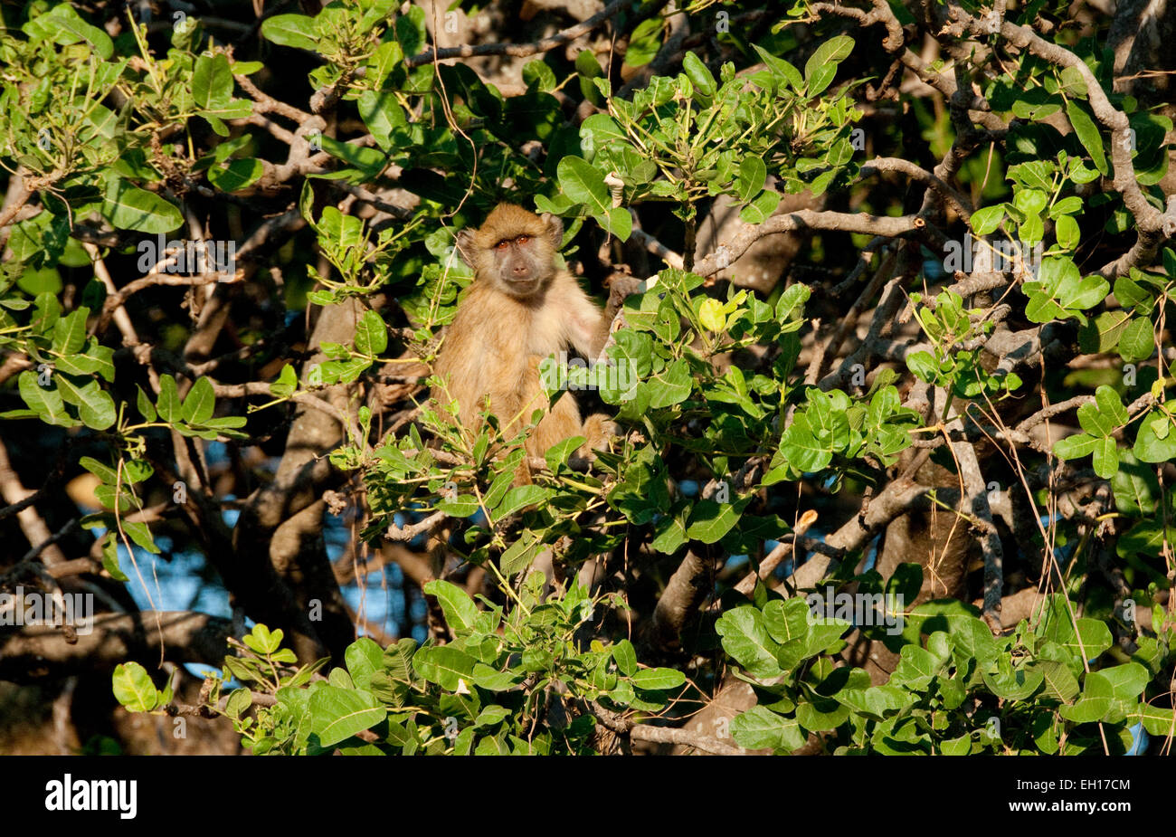 Yellow baboon in tree Stock Photo - Alamy