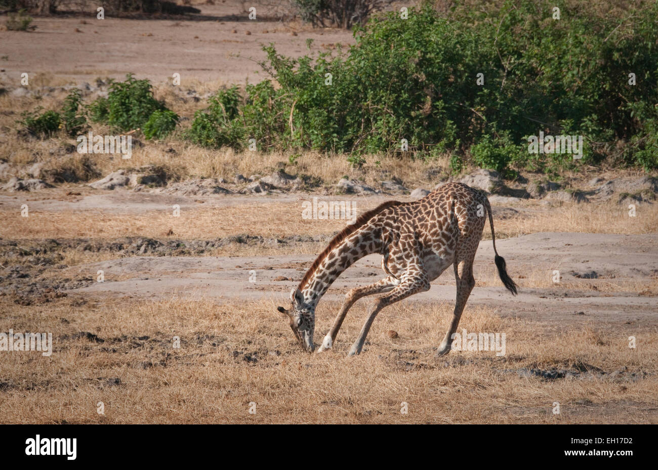 Splay legs hi-res stock photography and images - Alamy