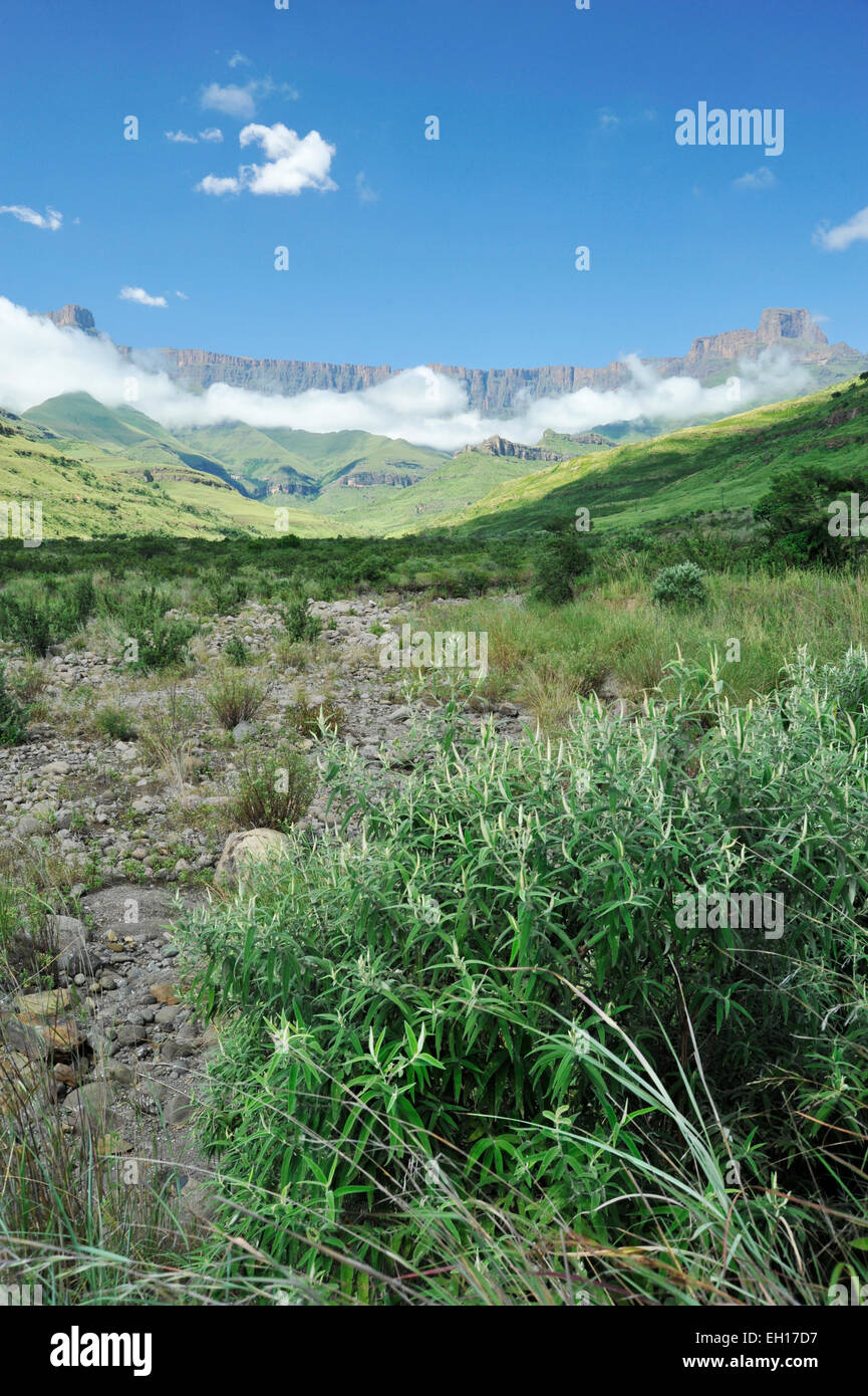 Bergville, KwaZulu-Natal, South Africa, plants growing in dry riverbed ...