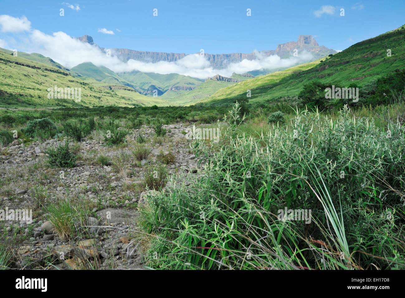 Bergville, KwaZulu-Natal, South Africa, dry riverbed of Thukela river ...