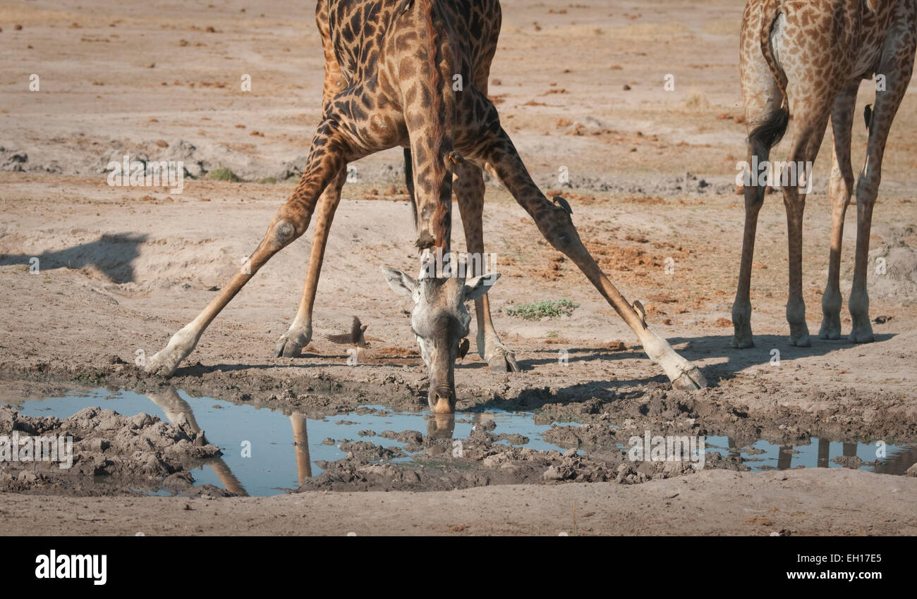 Giraffe legs hi-res stock photography and images - Alamy