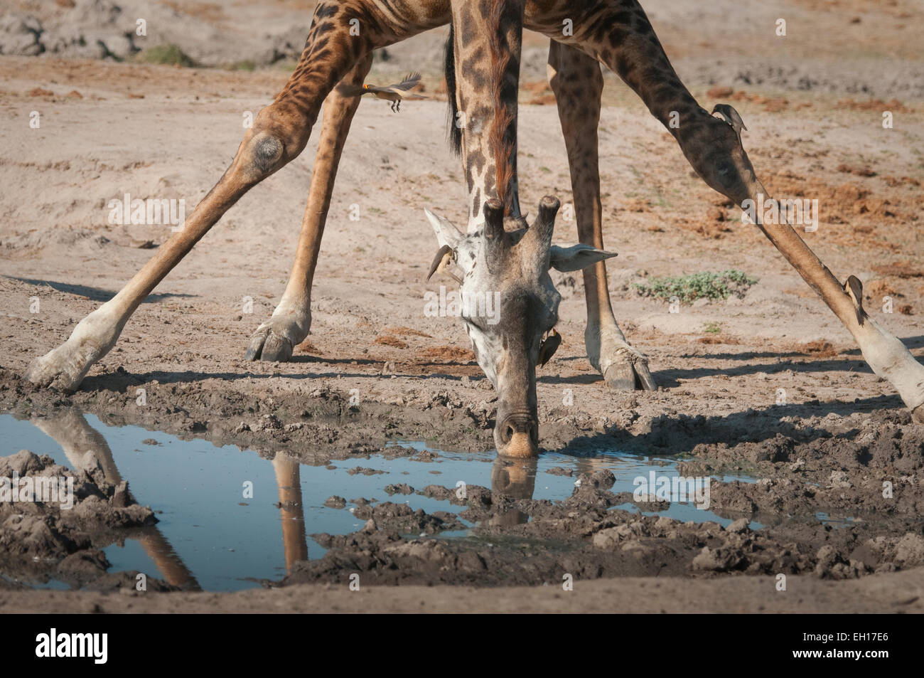 Giraffe legs hi-res stock photography and images - Alamy